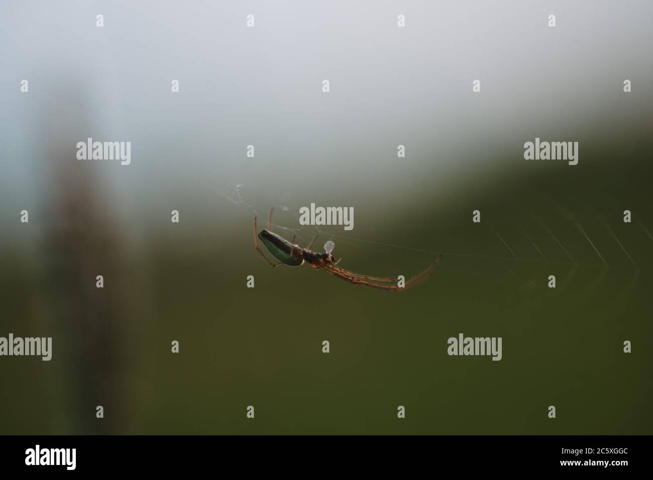 A field spider close up in the light of the setting sun Stock Photo - Alamy