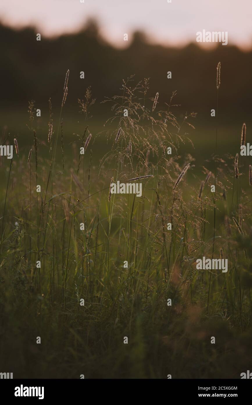 Field plants at sunset. The sunsets below the horizon creating ...