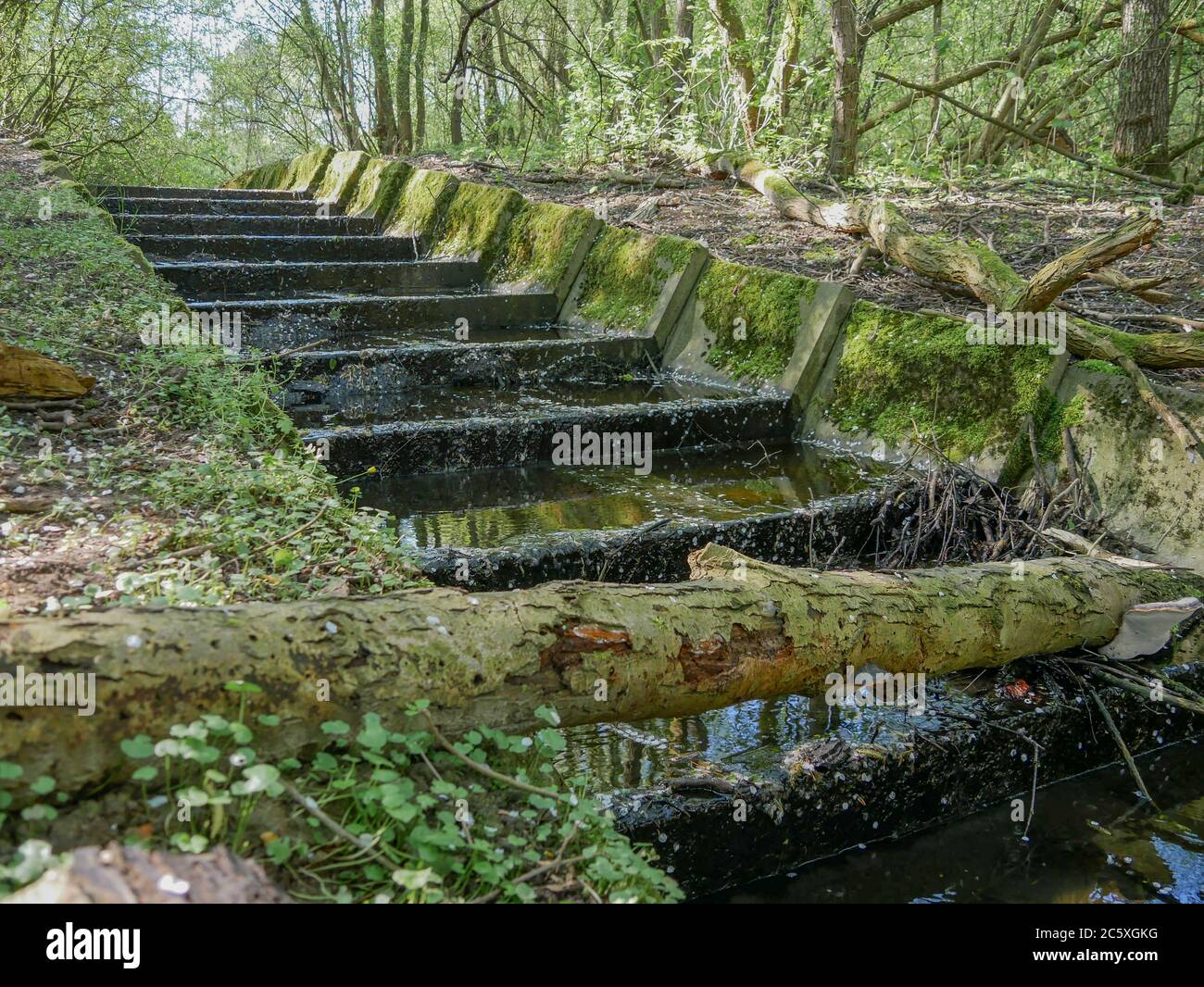 Fish ladder off the river, in the forest, overgrown Stock Photo - Alamy