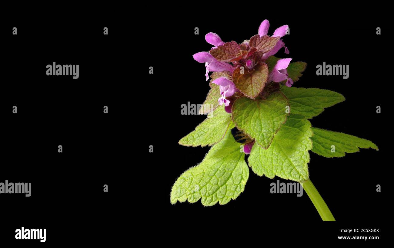 Purple deaf nettle hi-res stock photography and images - Alamy