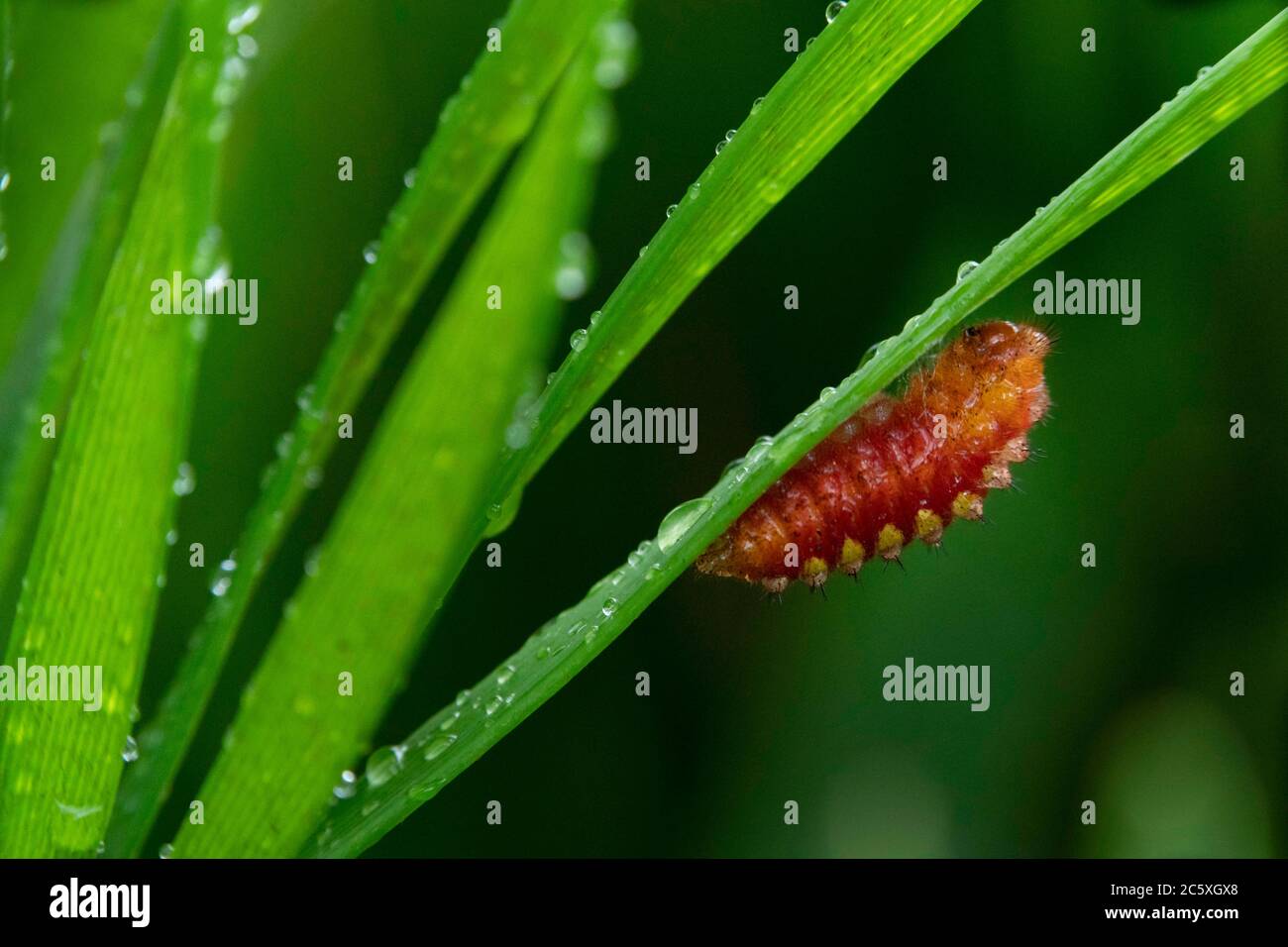 Atala caterpillar hi-res stock photography and images - Alamy Atala caterpillar hi-res stock photography and images - Alamy