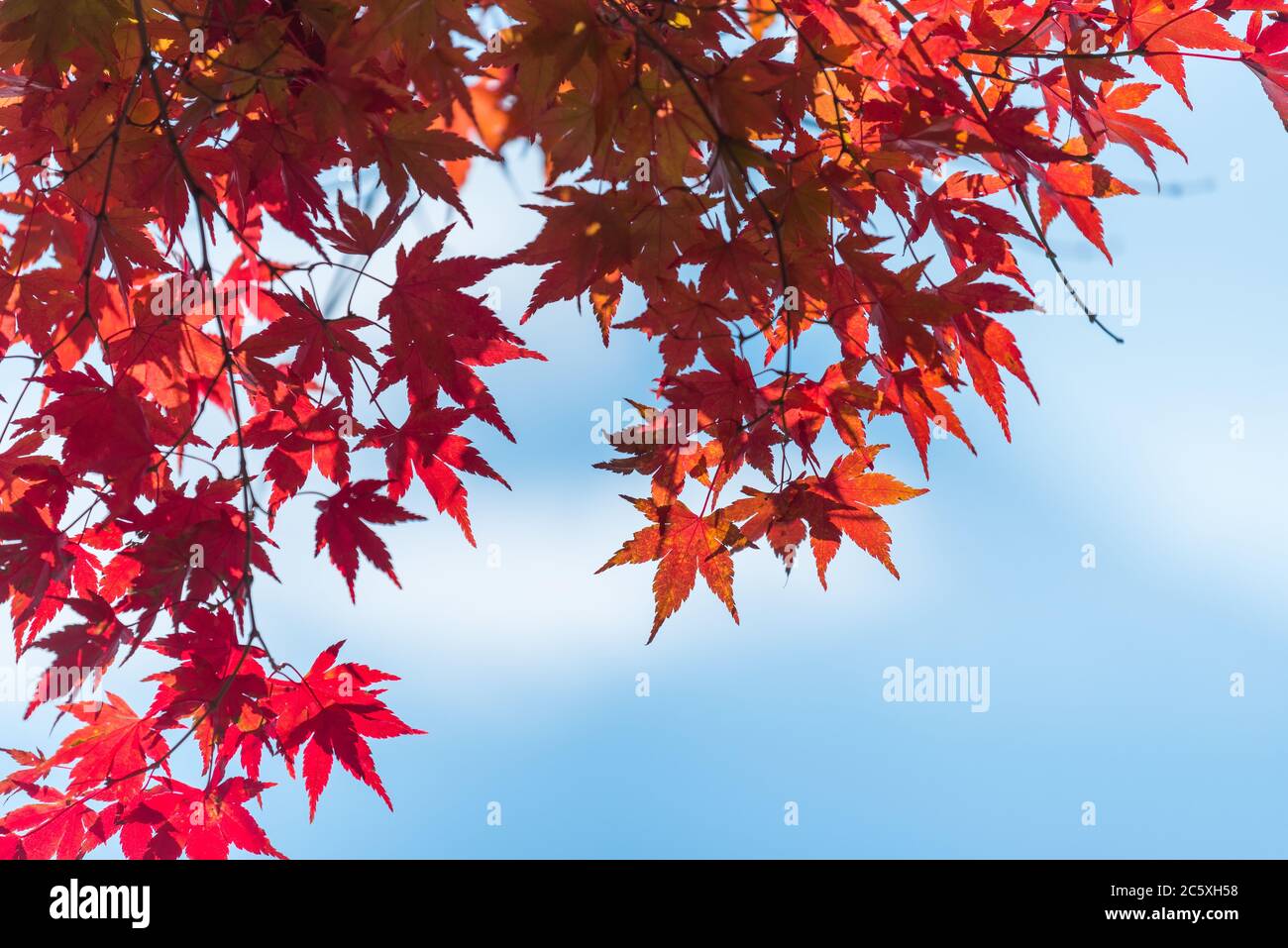 Bright red maples leaves with blue sky background Stock Photo - Alamy