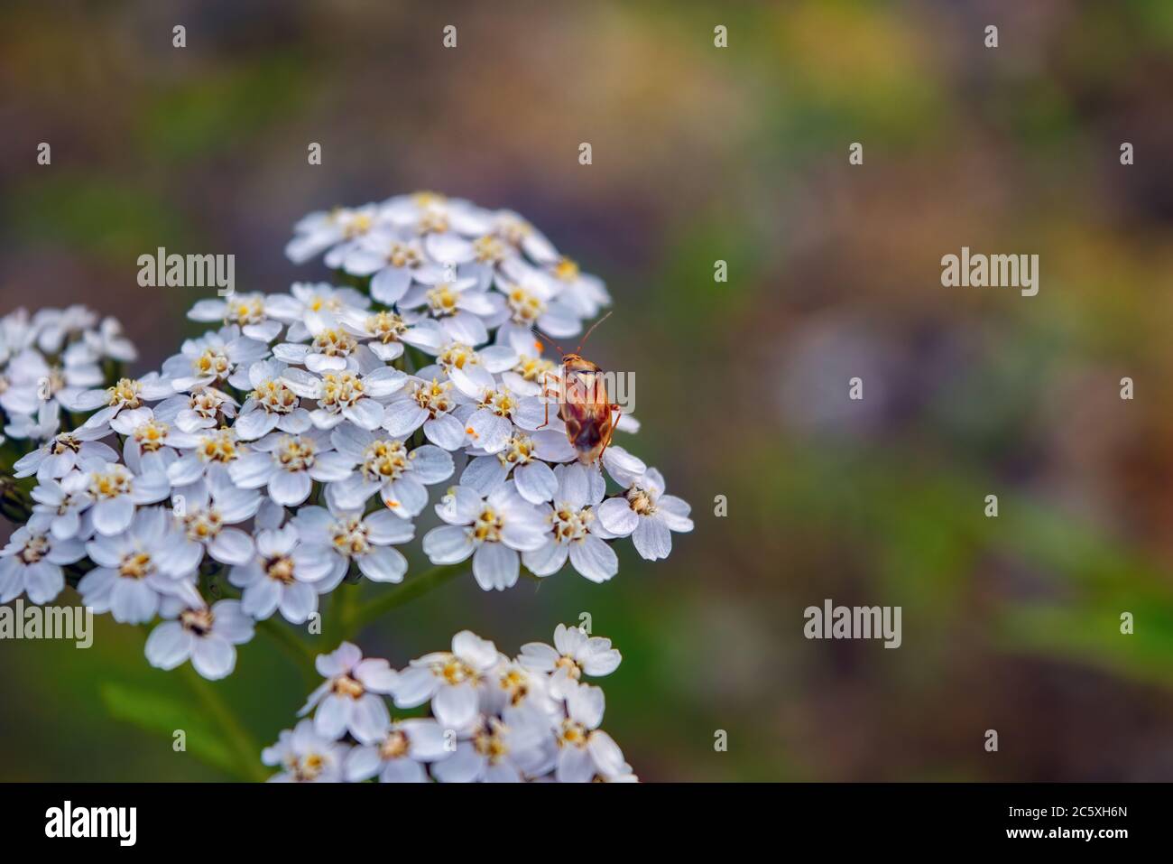 Bright yarrow flower in the meadow on a blurry green background Stock ...