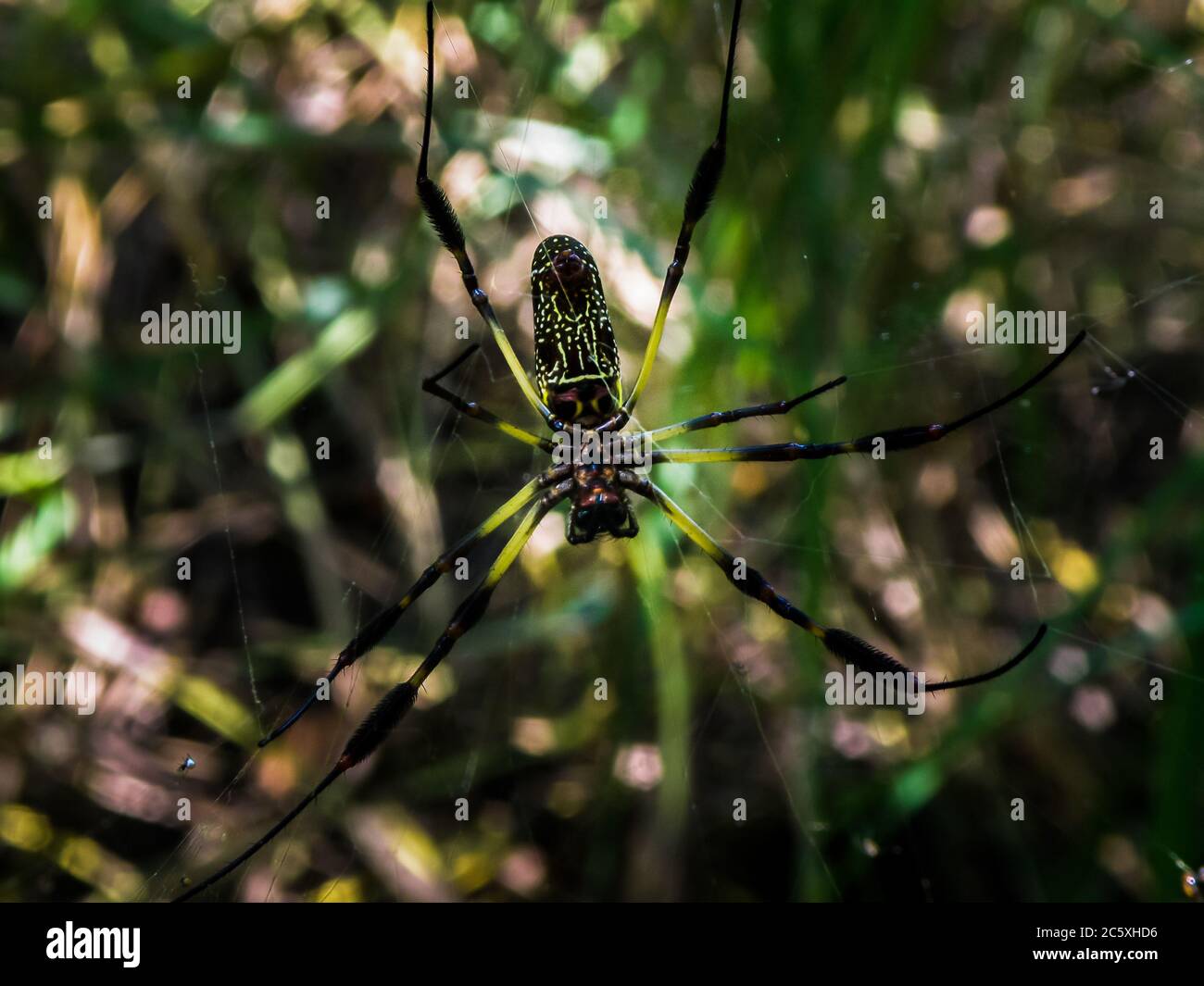 A big spider showing beatifull color pattern on its abdomen Stock Photo ...