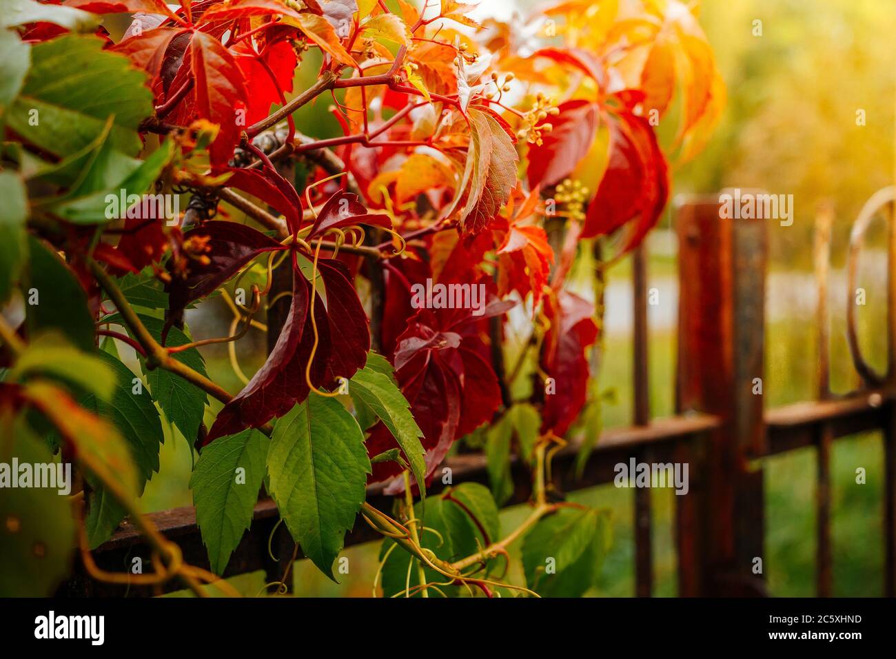 Golden leaf vine hi-res stock photography and images - Alamy