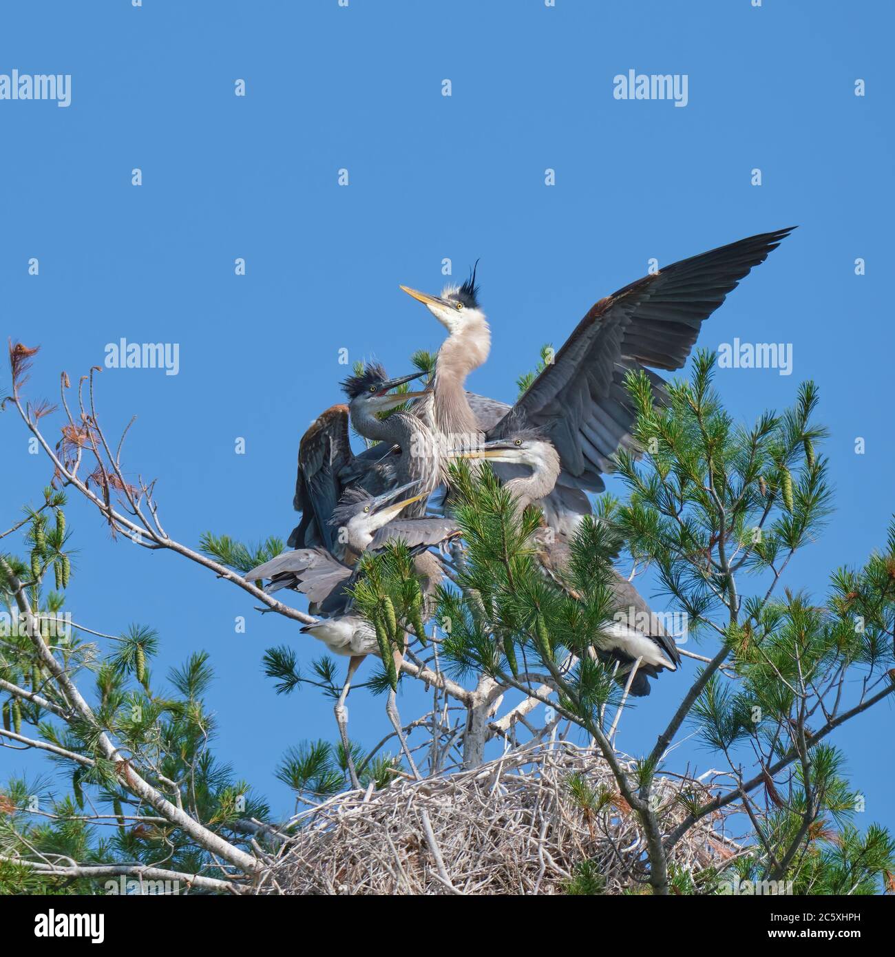 Juvenile great blue heron hi-res stock photography and images - Alamy
