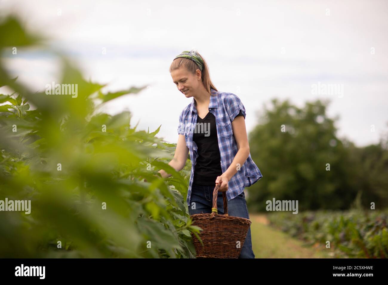 young woman working as vegetable grower in a field with plants Stock ...