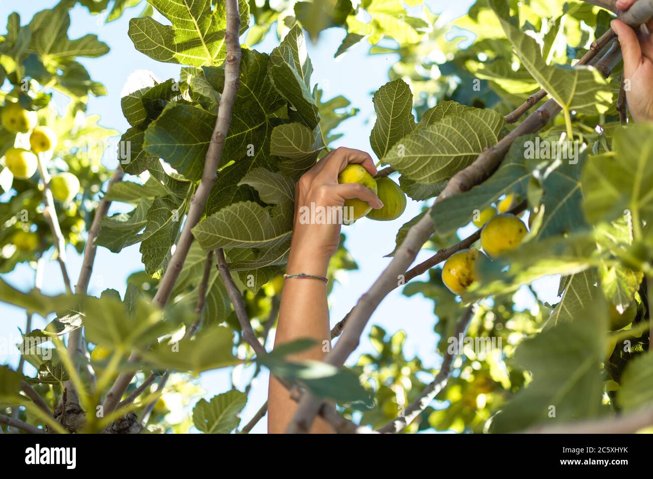 Hands picking a big fig from a tall branch of the tree Stock Photo - Alamy