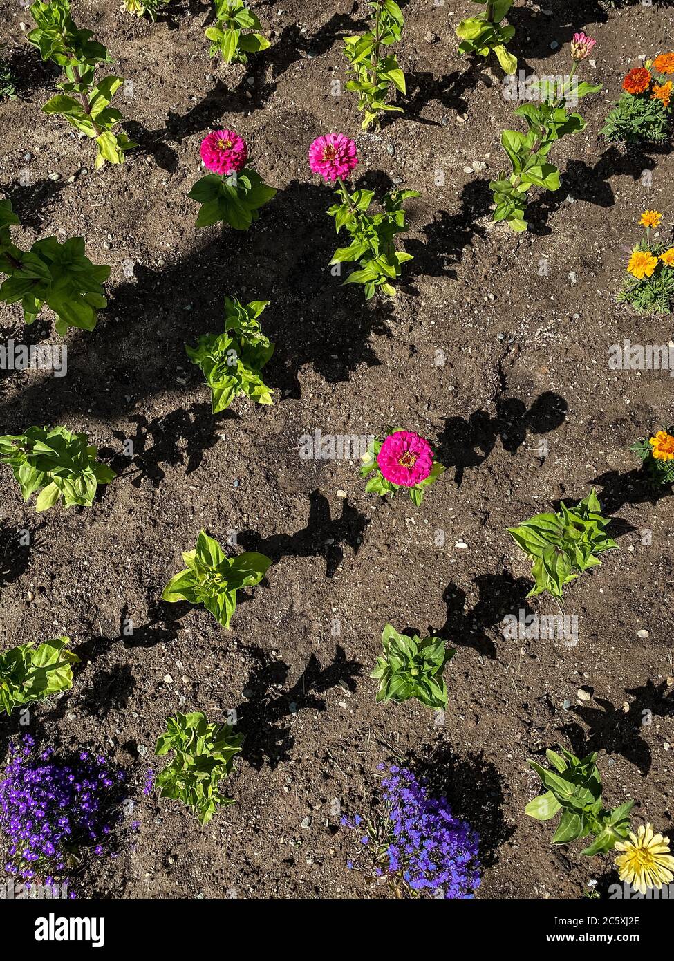 Overhead view plants soil hi-res stock photography and images - Alamy