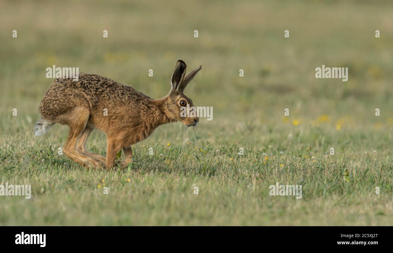Running wild hare hi-res stock photography and images - Alamy