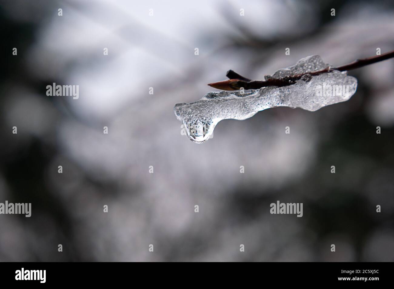 Falling snow on transparent background hi-res stock photography and ...