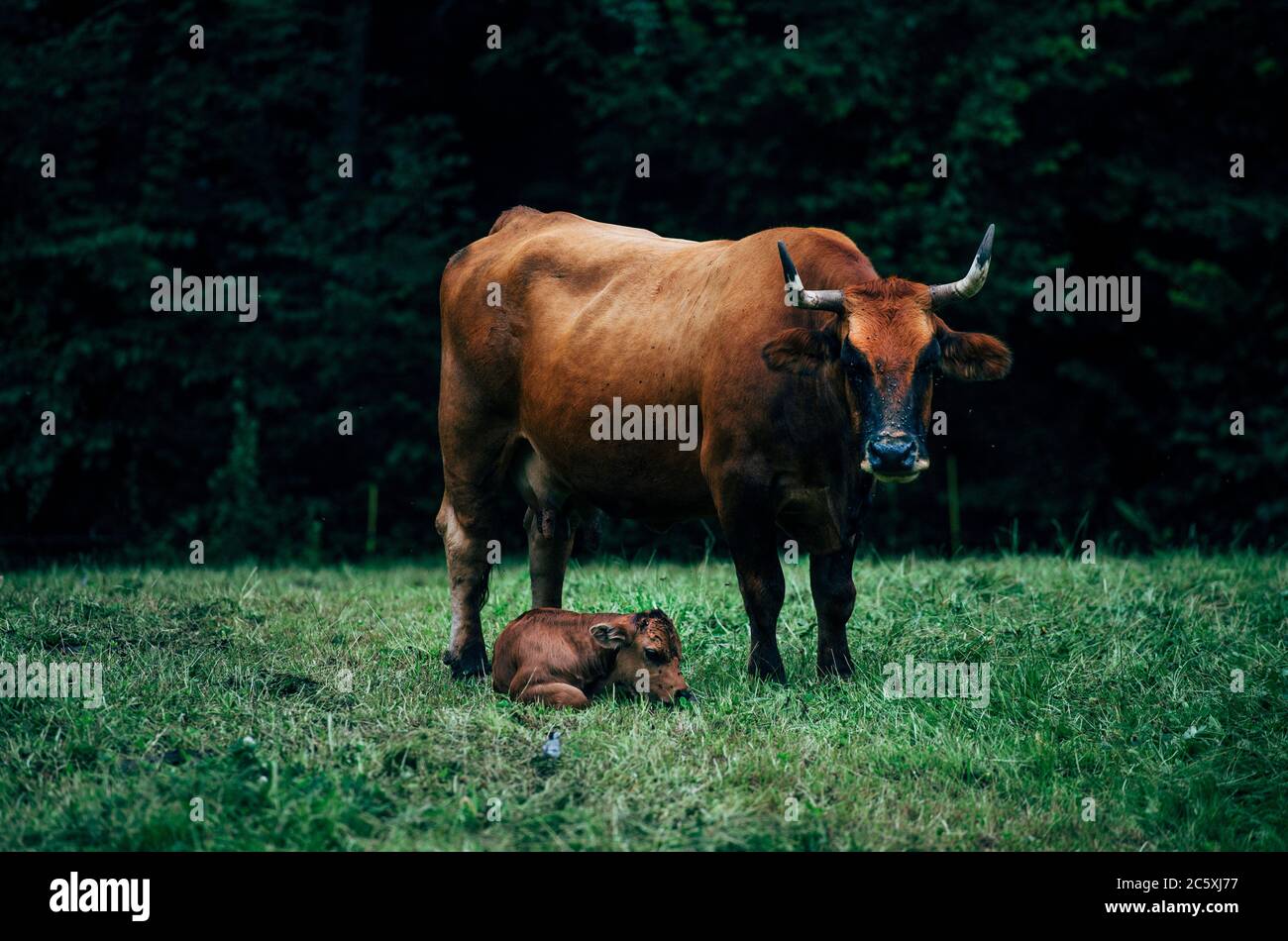 Blue grey cows and calves hi-res stock photography and images - Alamy