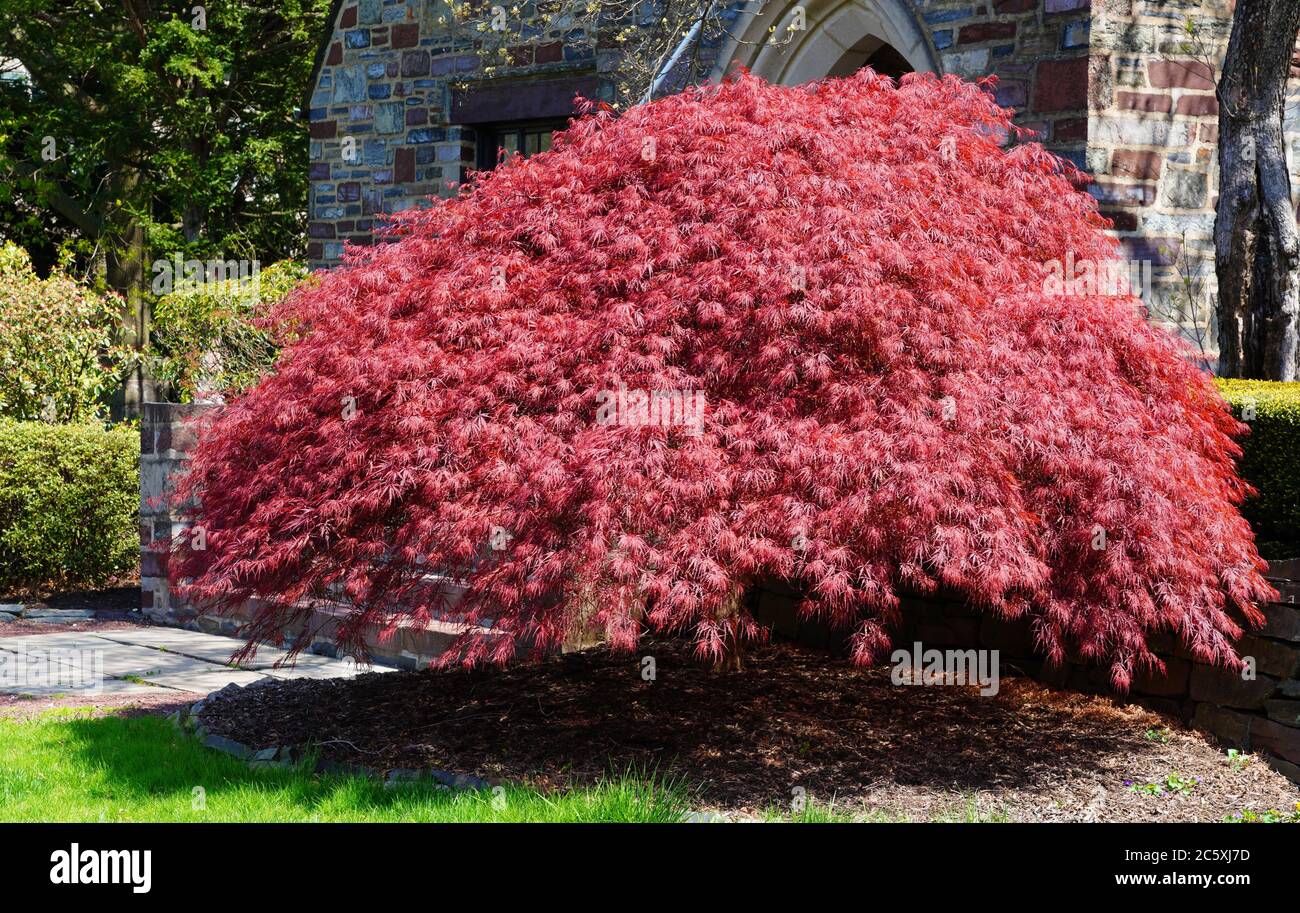 Red foliage of the weeping Laceleaf Japanese Maple tree (Acer palmatum ...