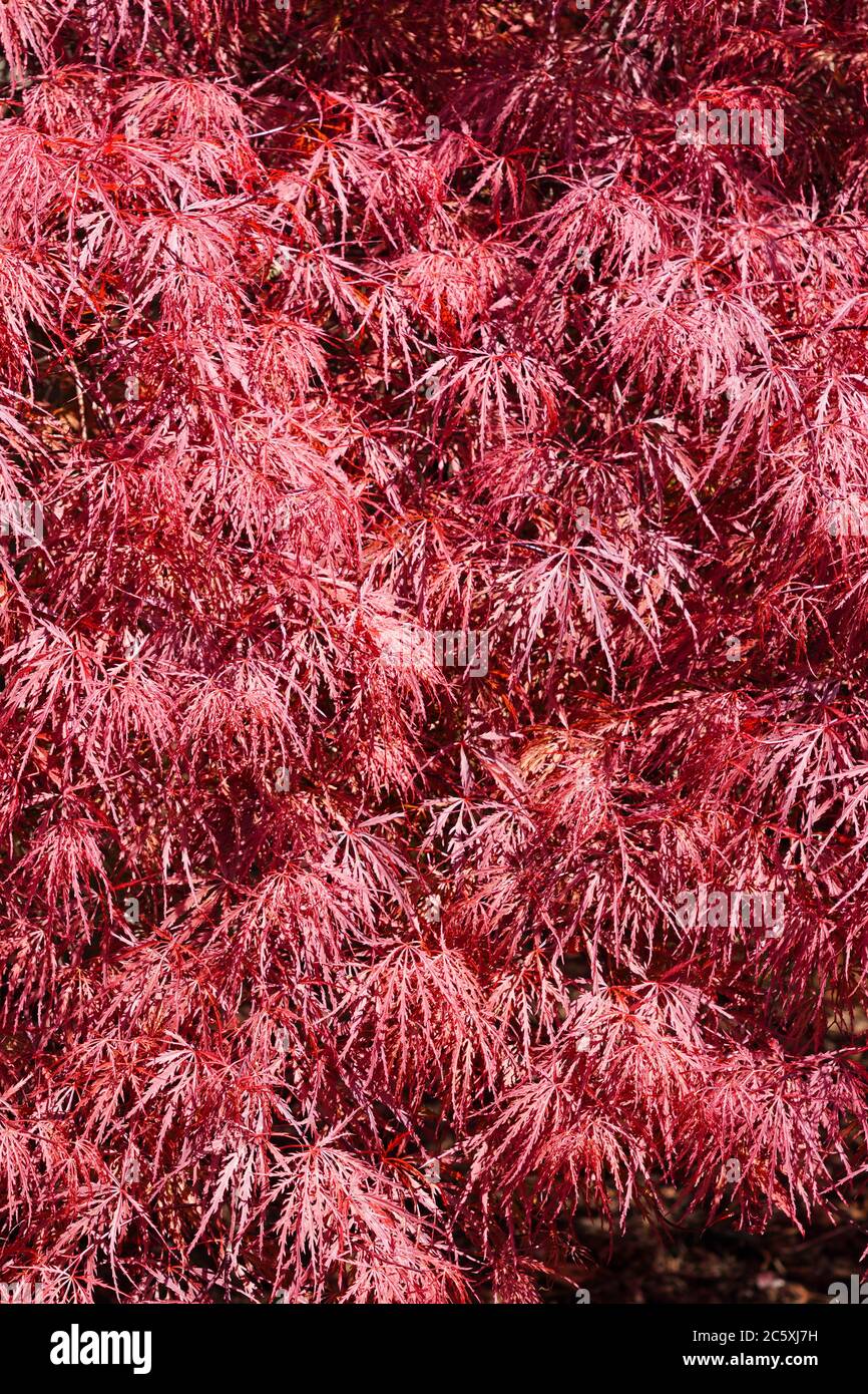 Red foliage of the weeping Laceleaf Japanese Maple tree (Acer palmatum ...
