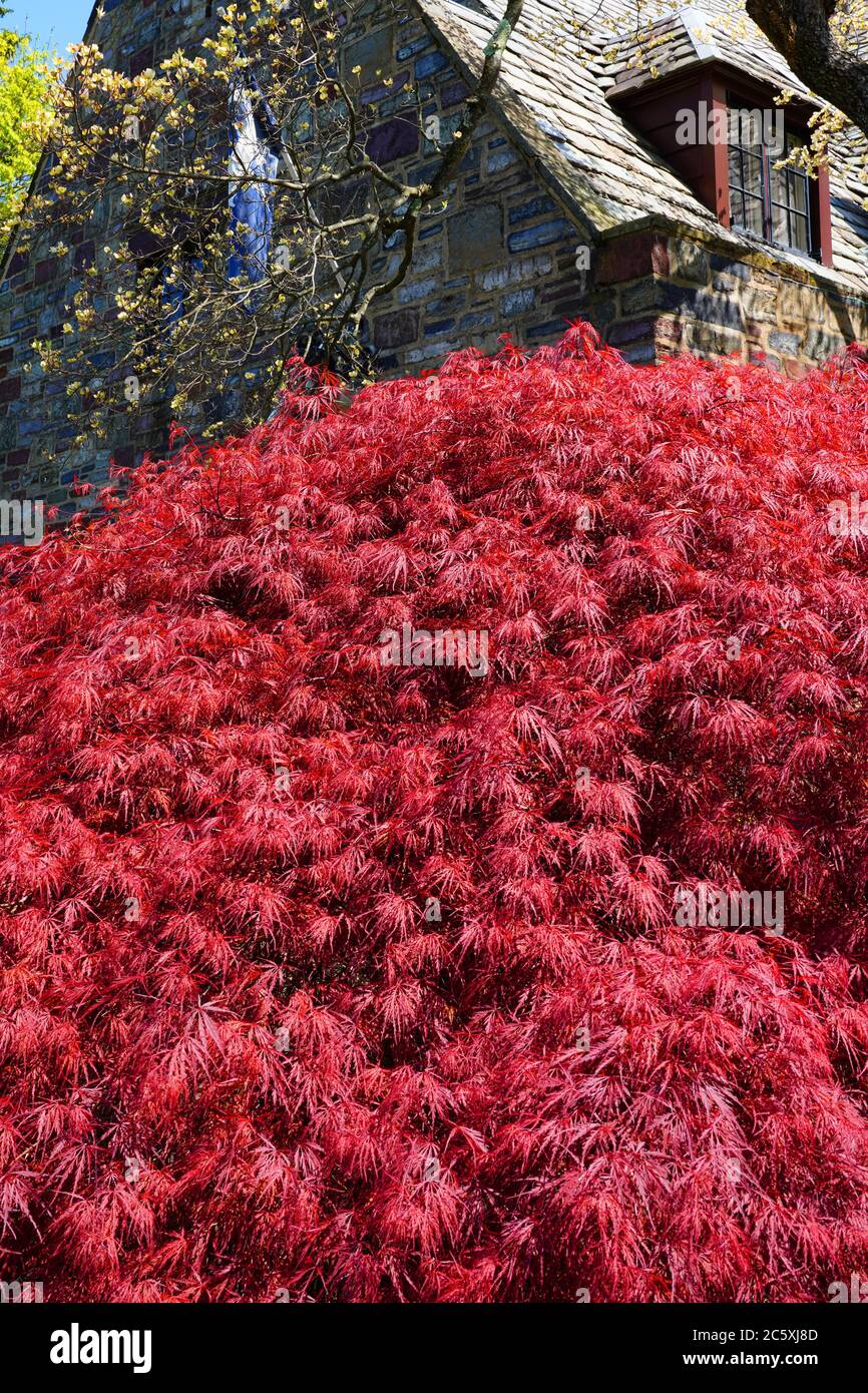 Red foliage of the weeping Laceleaf Japanese Maple tree (Acer palmatum ...
