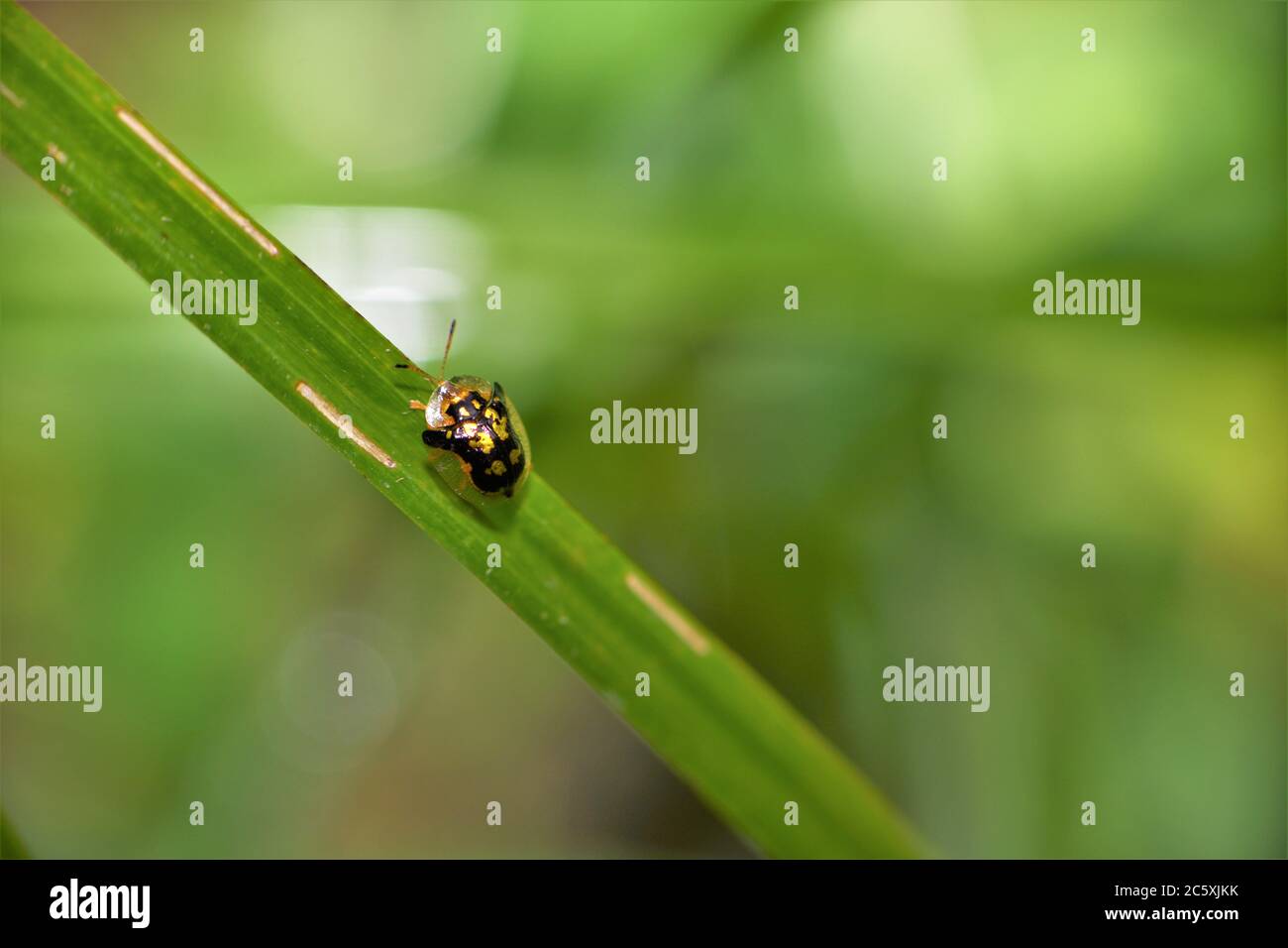 Tortoise beetle hi-res stock photography and images - Alamy