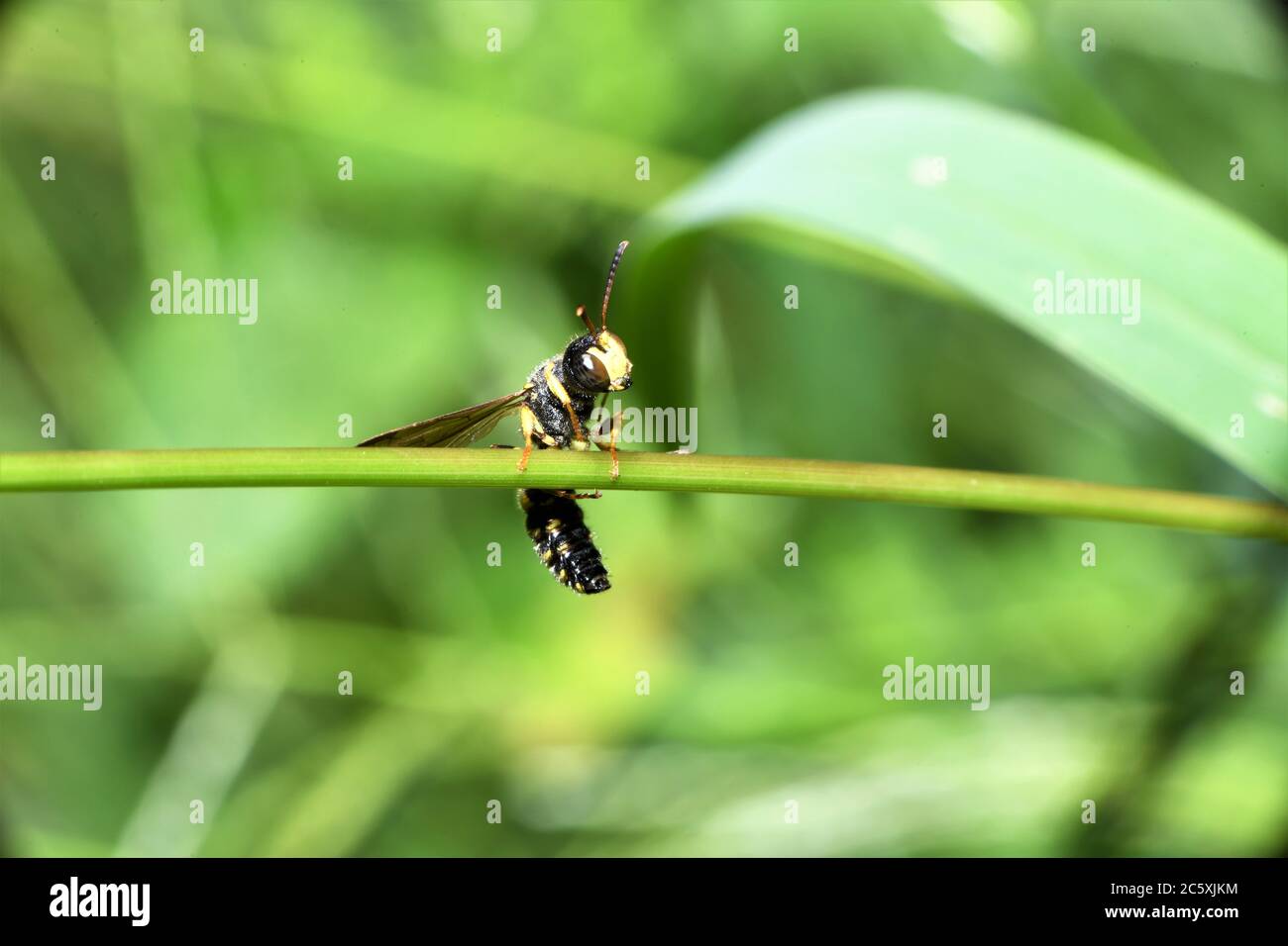 Yellow jacket wasp stinger hi-res stock photography and images - Alamy