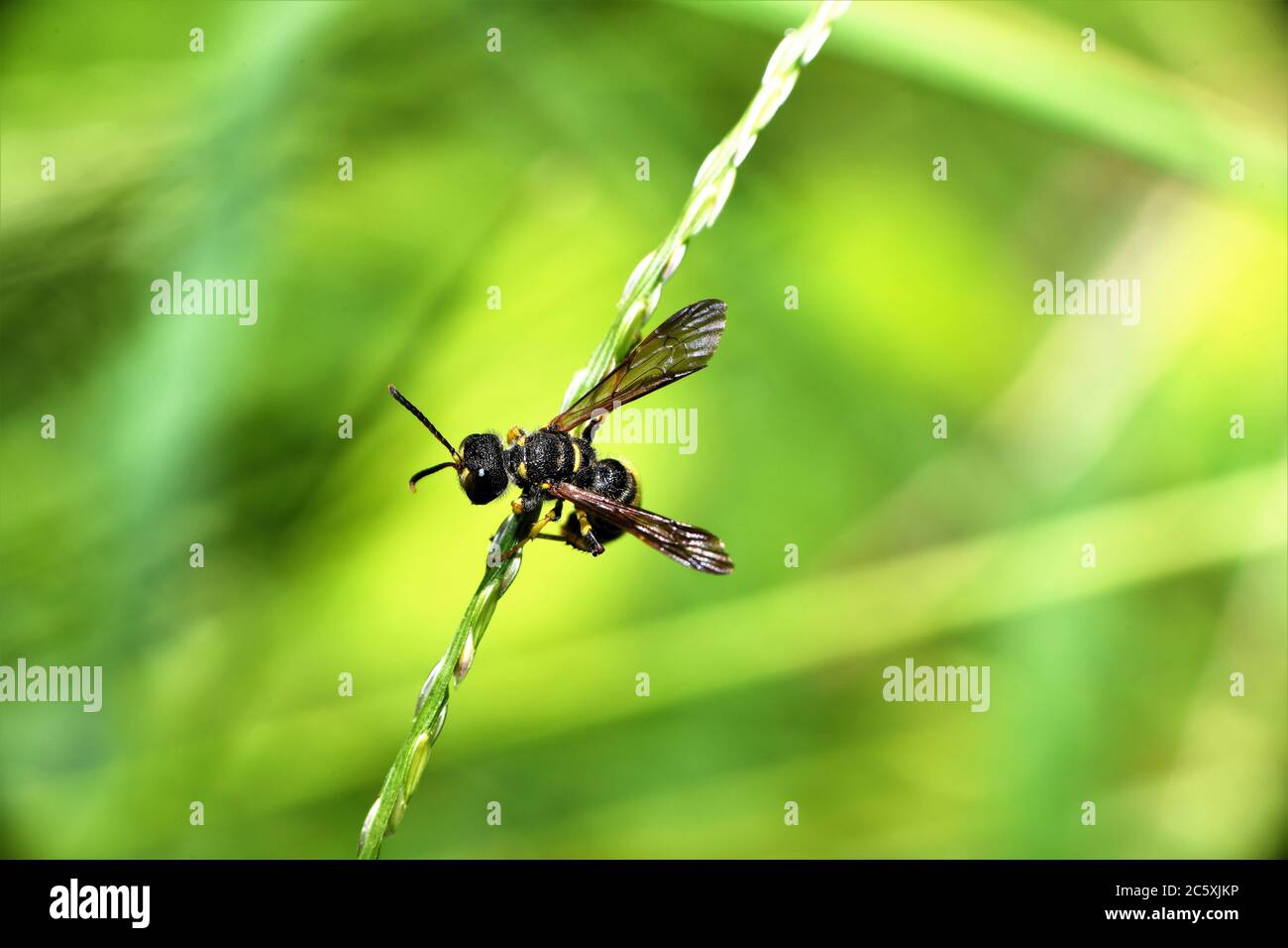 Yellowjacket hi-res stock photography and images - Alamy