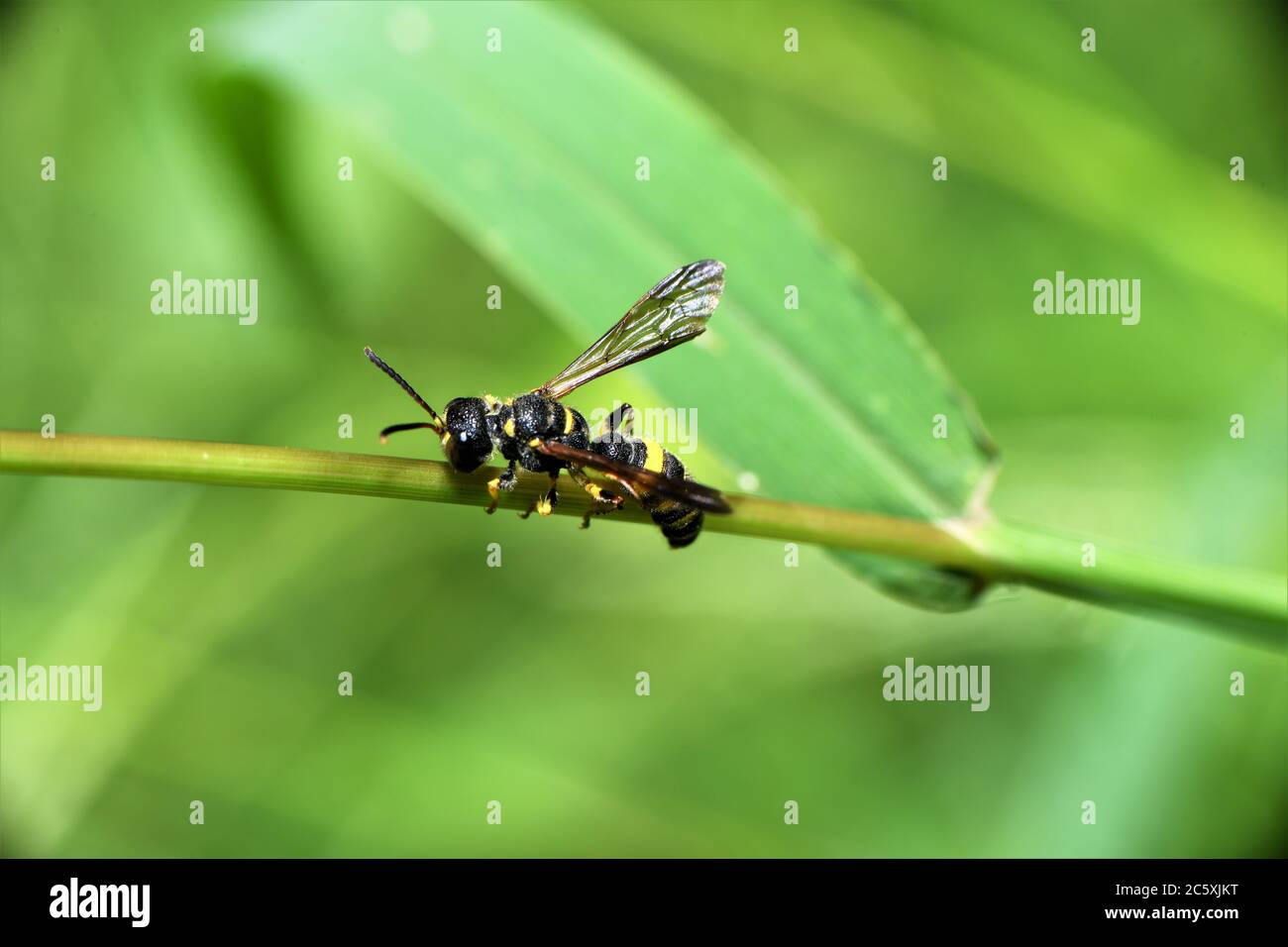 Yellow jacket wasp stinger hi-res stock photography and images - Alamy