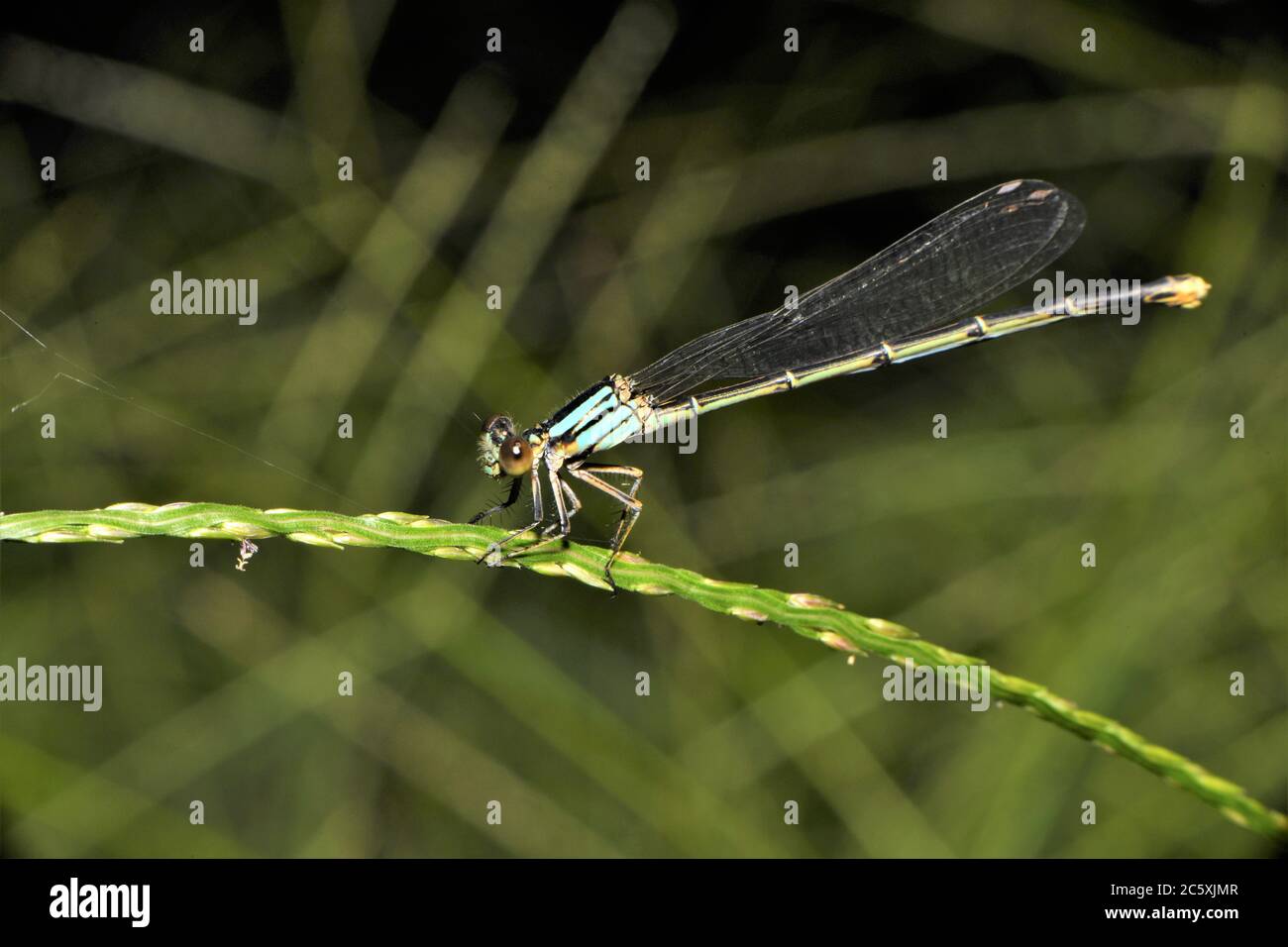 Male common blue damselfly Stock Photo - Alamy
