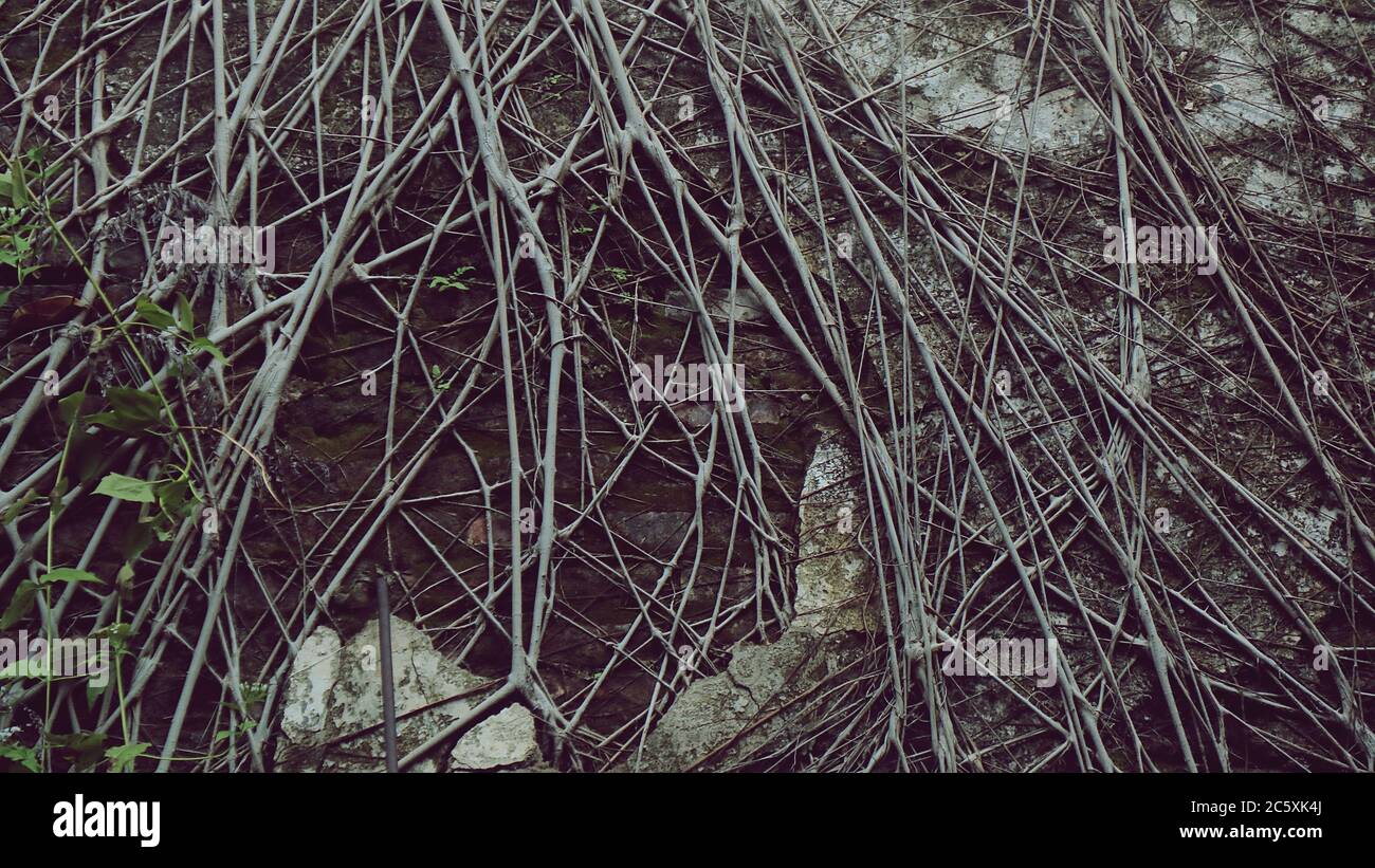 Tree root on brick wall Stock Photo - Alamy