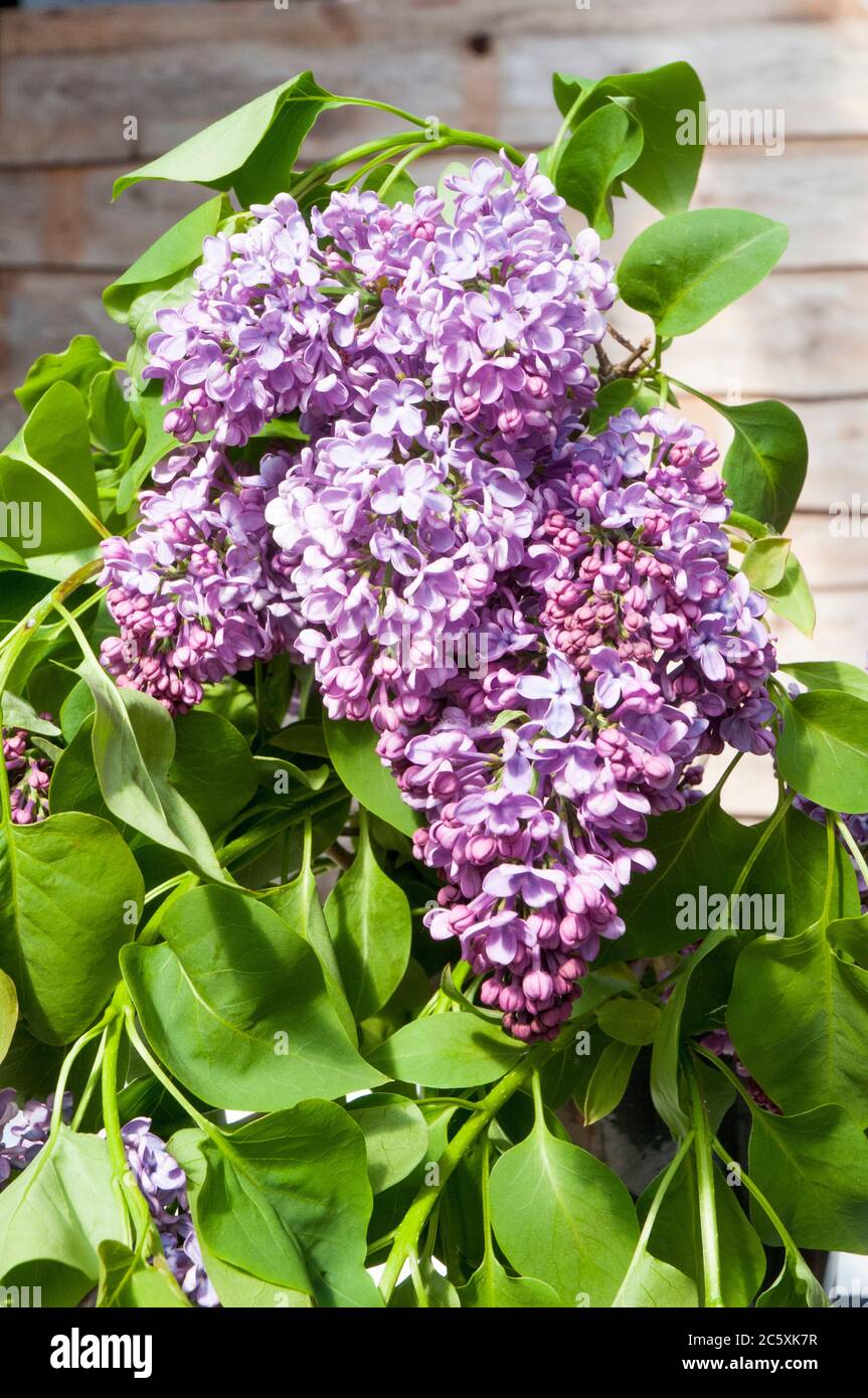 Close up view of Common Lilac Syringa vulgaris. A deciduous large shrub ...