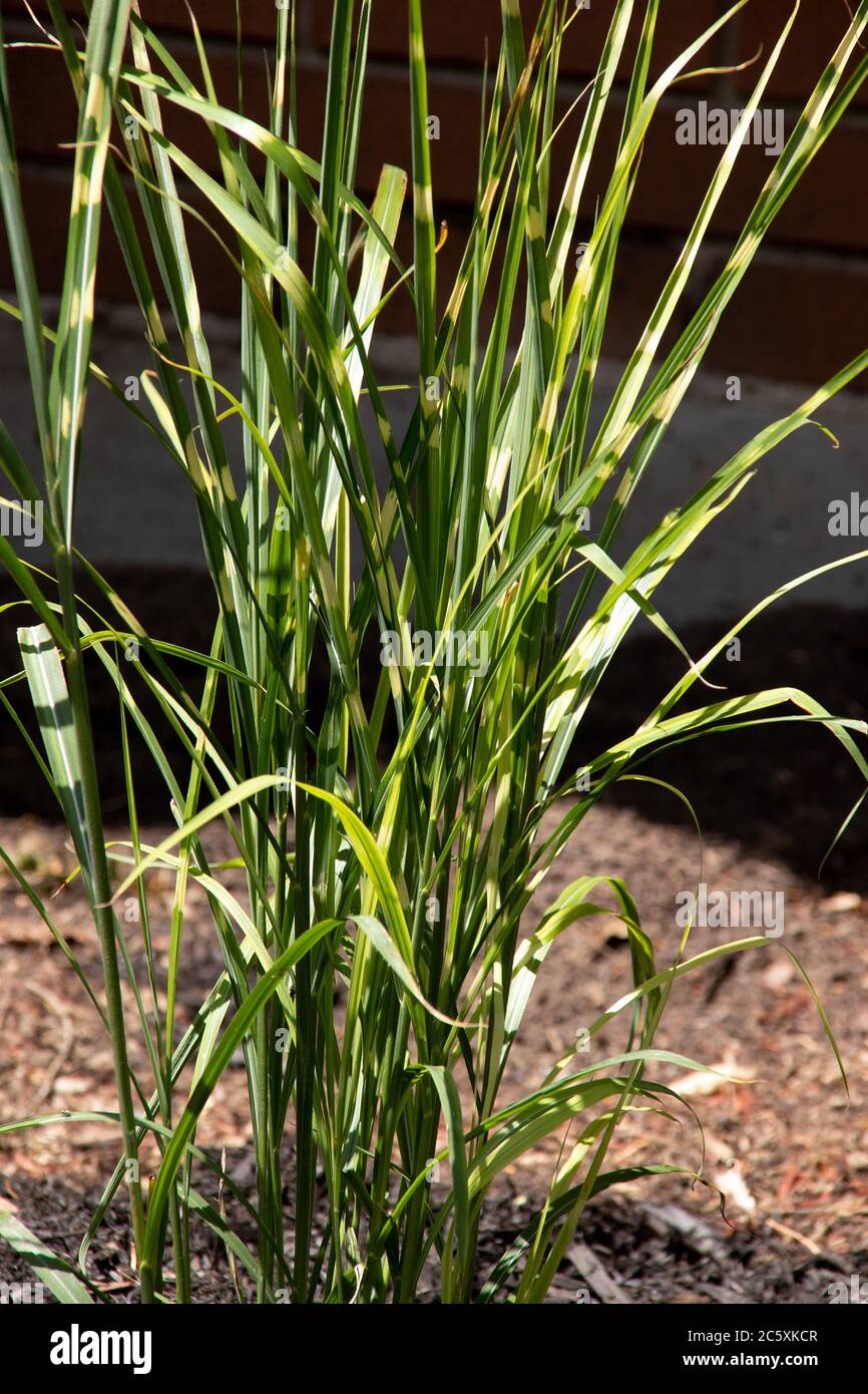 Zebra grass miscanthus sinensis zebrinus hi-res stock photography and ...