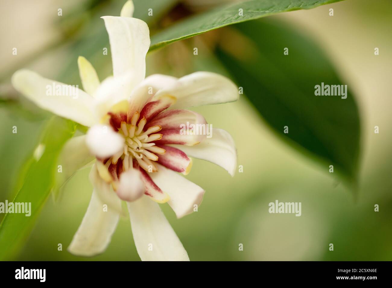 The blossom of a hybrid sweetshrub (Calycanthus x cv. Venus) in family ...