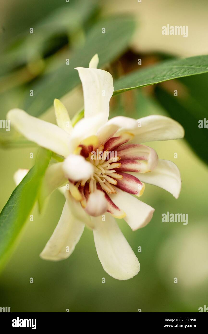 Calycanthus venus hi-res stock photography and images - Alamy
