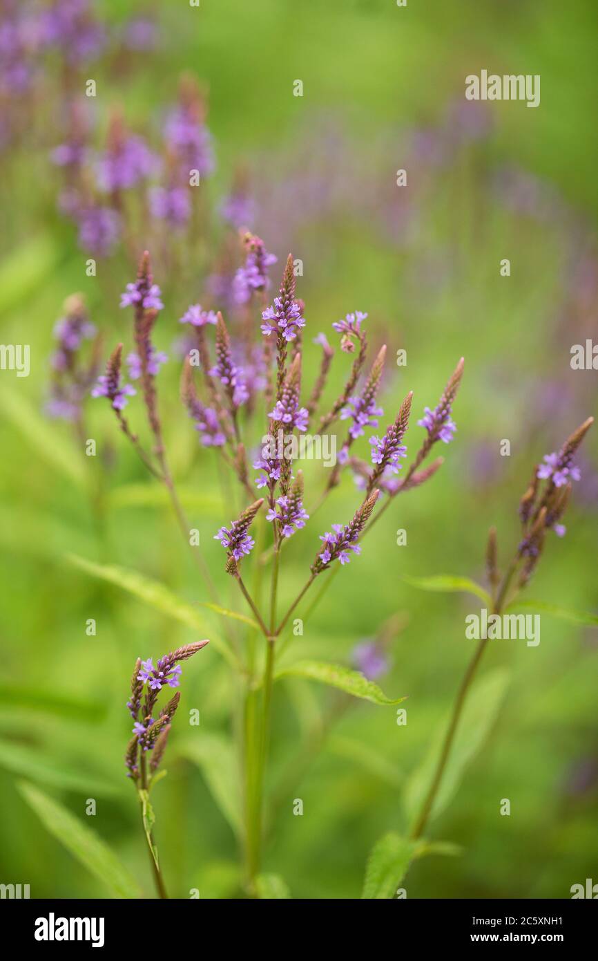 Blue vervain hi-res stock photography and images - Alamy