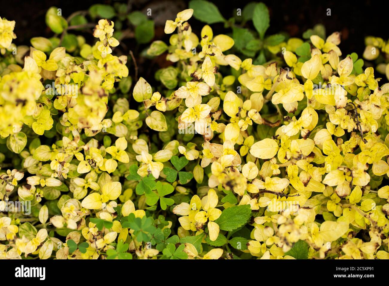 Origanum vulgare aureum hi-res stock photography and images - Alamy