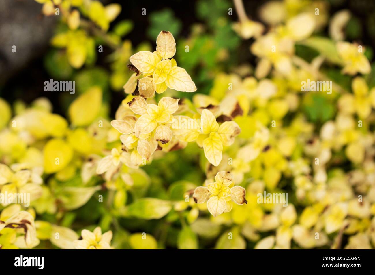Origanum vulgare aureum hi-res stock photography and images - Alamy