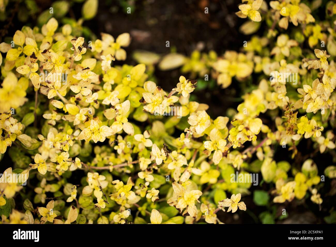 Origanum vulgare aureum hi-res stock photography and images - Alamy