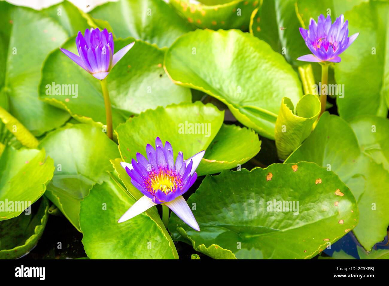Blue lotus flower hi-res stock photography and images - Alamy