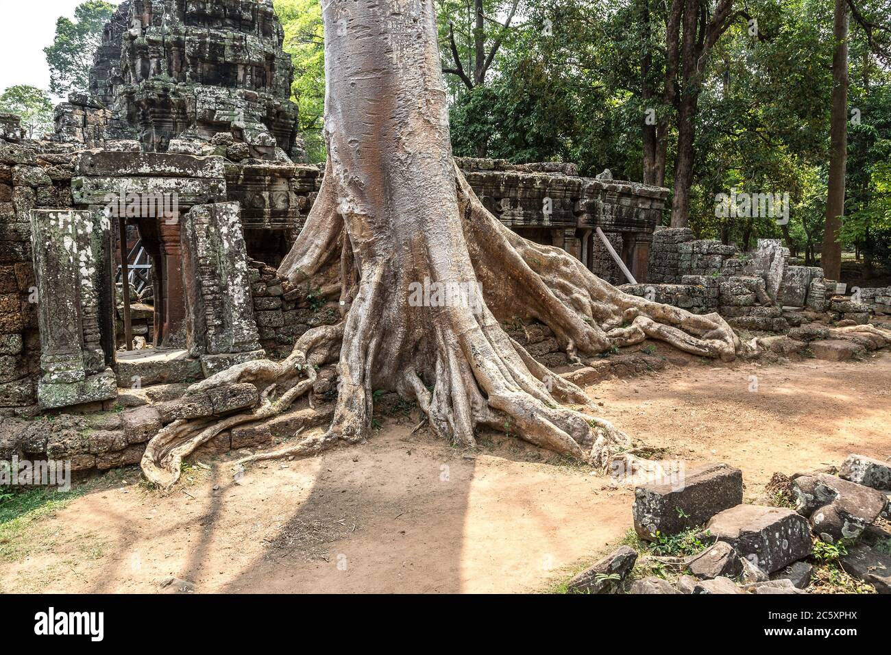 Banyan tree roots in Banteay Kdei temple is Khmer ancient temple in ...