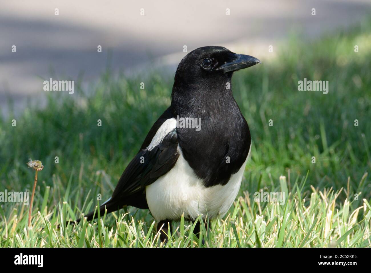 Black-billed magpie bird or pica hudsonia standing on in patch of grass ...