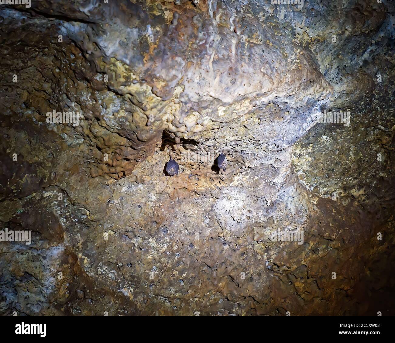 Micro bats inside the lava tubes ecosystem in Undara National Park ...