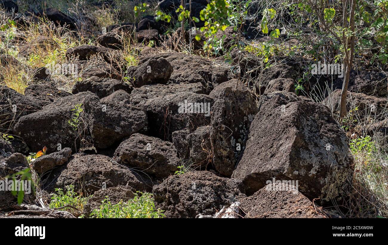 Lava tubes ecosystem in Undara National Park outback Australia guided ...
