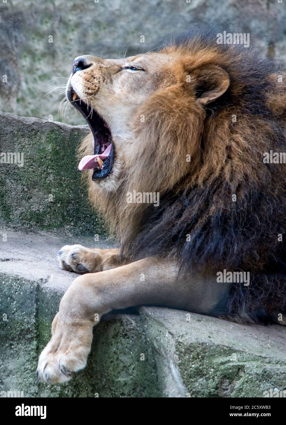 tired lion with a big yawn relaxes on a stone ledge at a zoo Stock ...