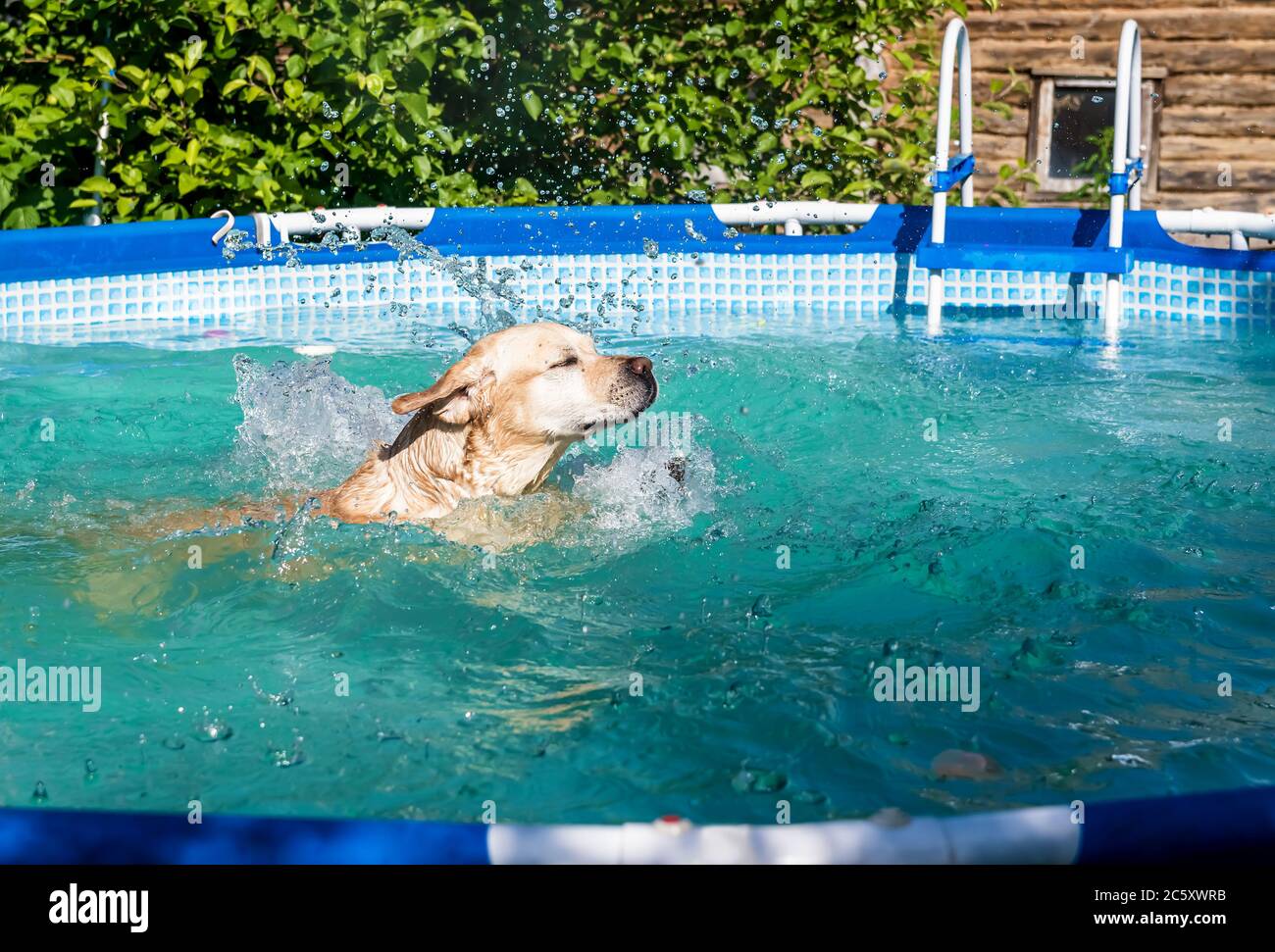 Dog Labrador swims in the frame pool outdoors Stock Photo - Alamy