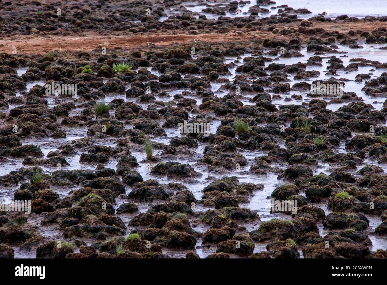 Greifswald, Germany. 02nd July, 2020. Salt marsh peat is formed in the ...