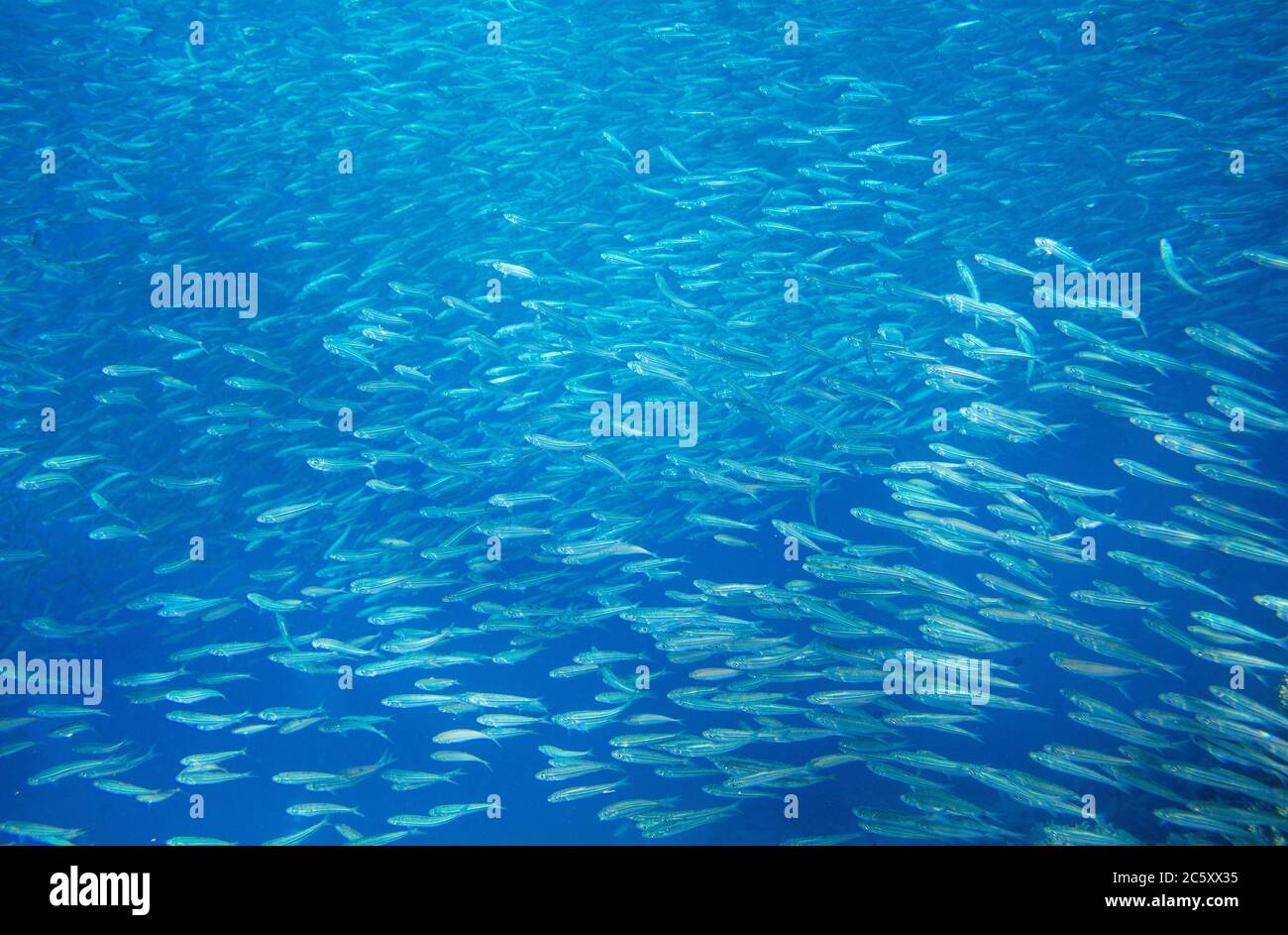 Sardine fish school in blue sea. Sea fish underwater photo. Pelagic ...