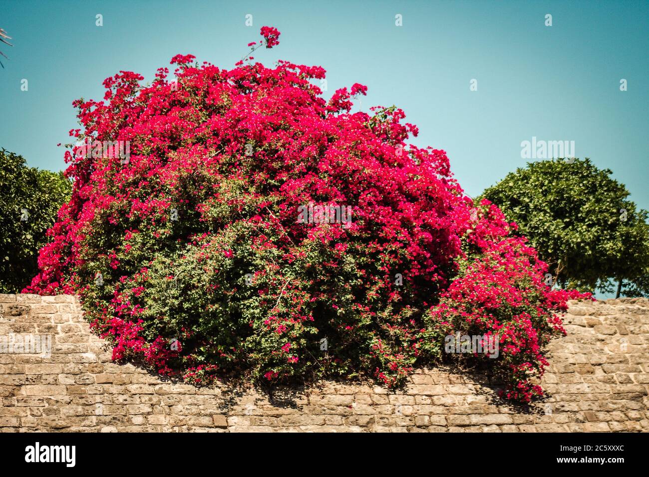 Nicosia Cyprus 04 July 2020 Closeup of colorful flowers growing in the ...