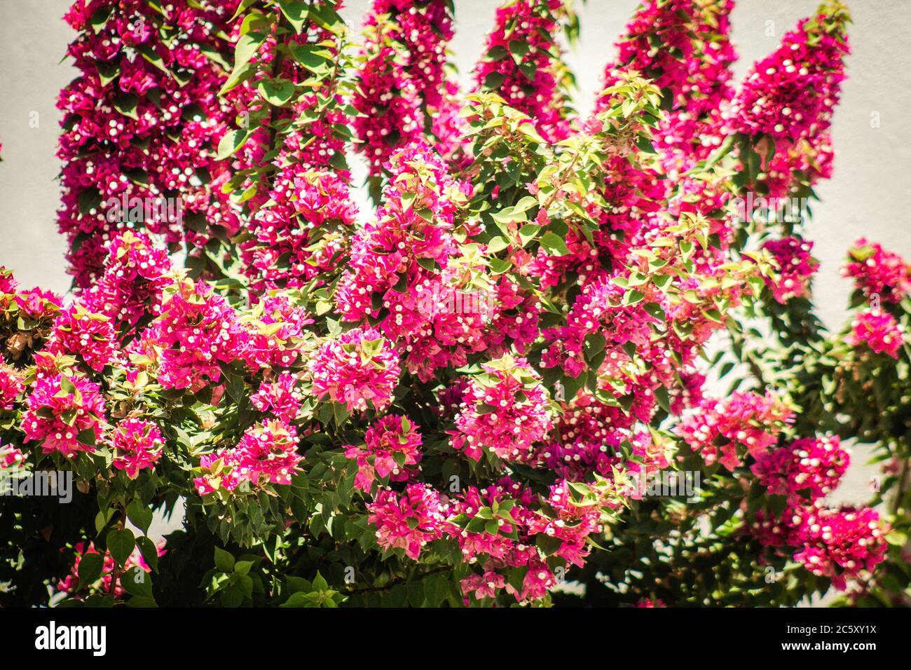 Nicosia Cyprus 04 July 2020 Closeup of colorful flowers growing in the ...
