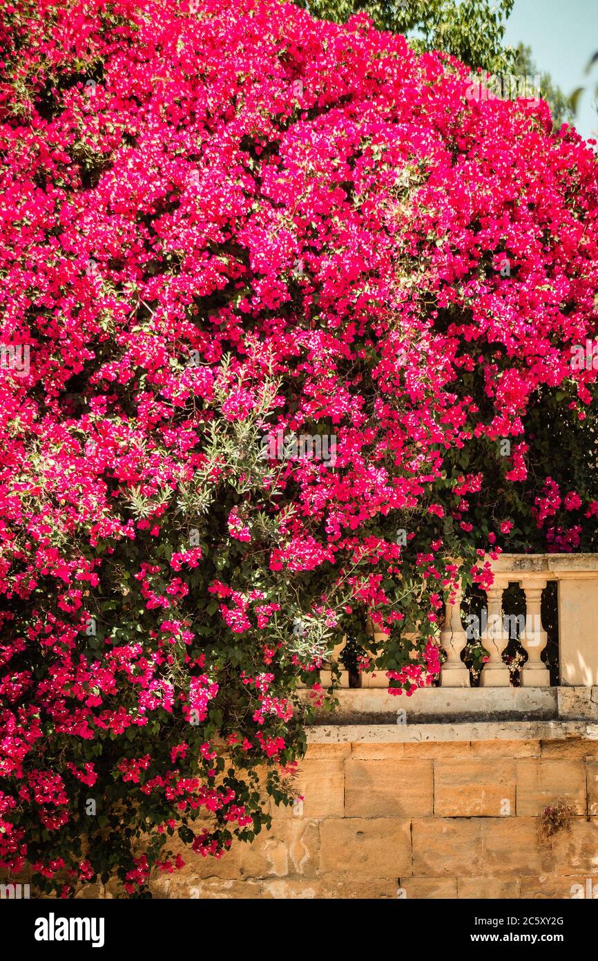 Nicosia Cyprus 04 July 2020 Closeup of colorful flowers growing in the ...