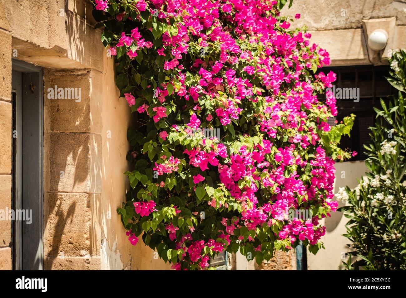 Nicosia Cyprus 04 July 2020 Closeup of colorful flowers growing in the ...