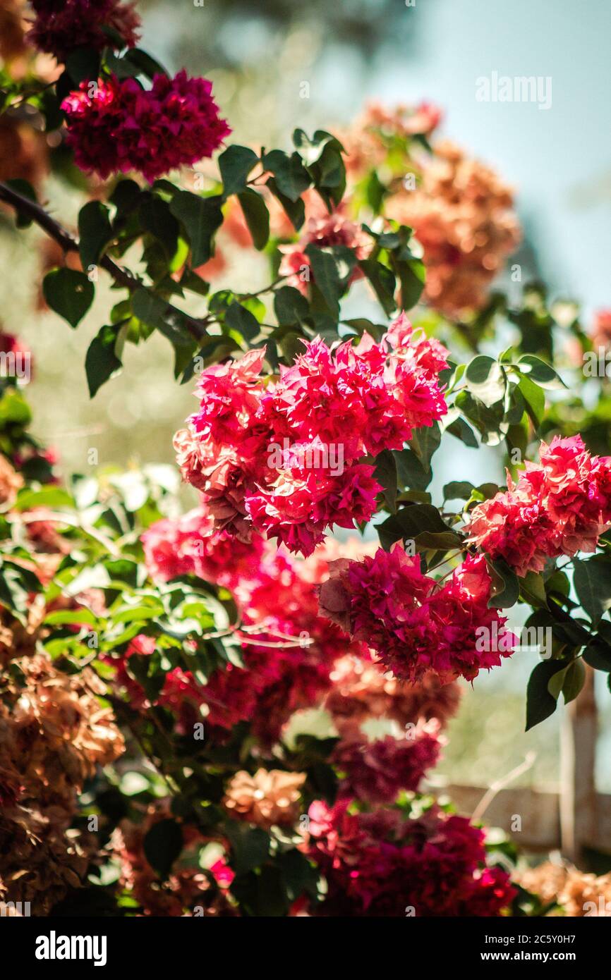 Nicosia Cyprus 04 July 2020 Closeup of colorful flowers growing in the ...