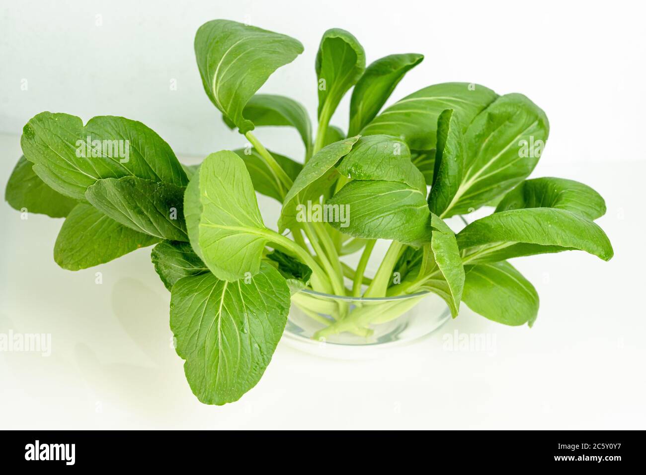 Cantonese "Brassica rapa L. cv. Group Chinese cabbage" in a cup on a ...