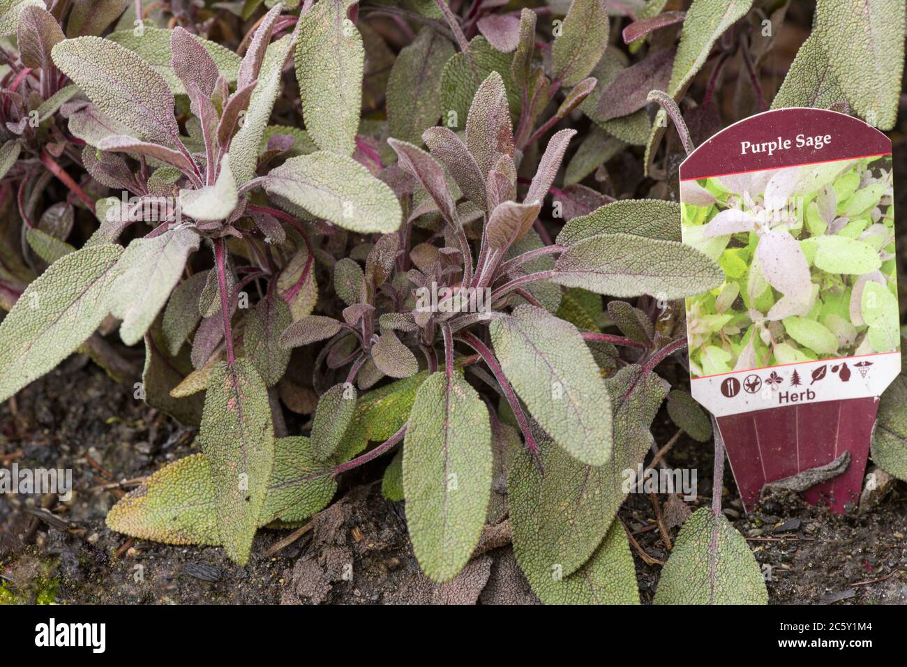 Purple sage plant in the ground in Issaquah, Washington, USA Stock ...