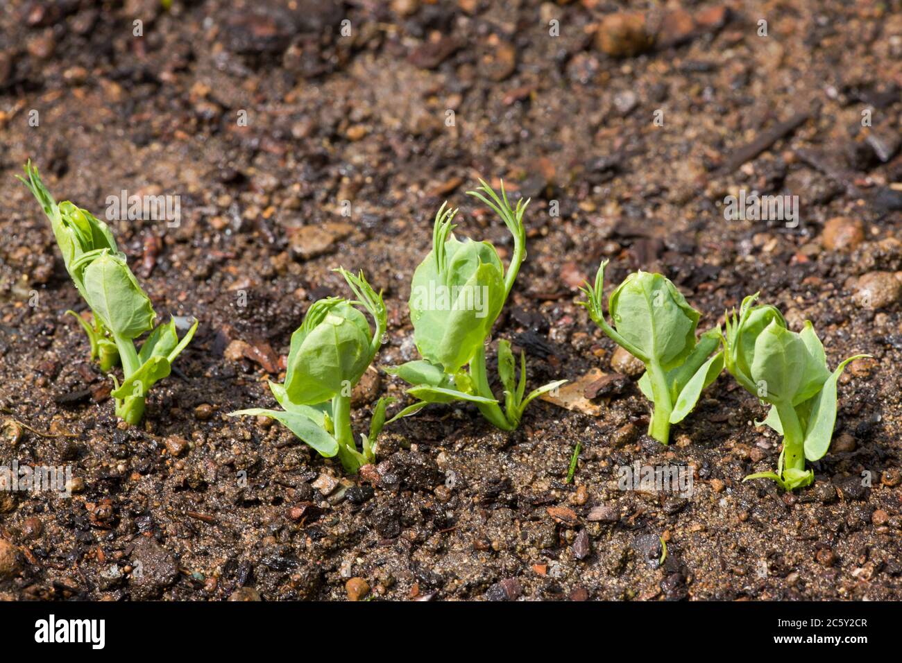 Snap pea plants sprouting in the ground in spring in Sammamish ...